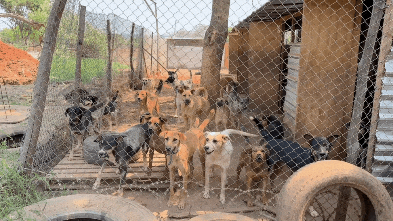 Urgent Plea: Help the street dogs of Zambia escape cruelty and neglect ...