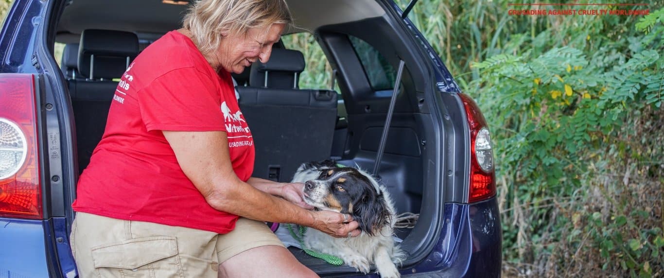 How Network for Animals helped animals in September - Network for Animals