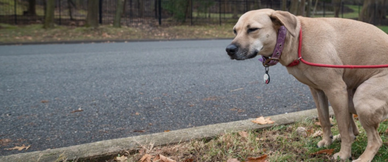 Leaving Dog Poop on The Street? Scientist Explains Why It's Way Worse ...