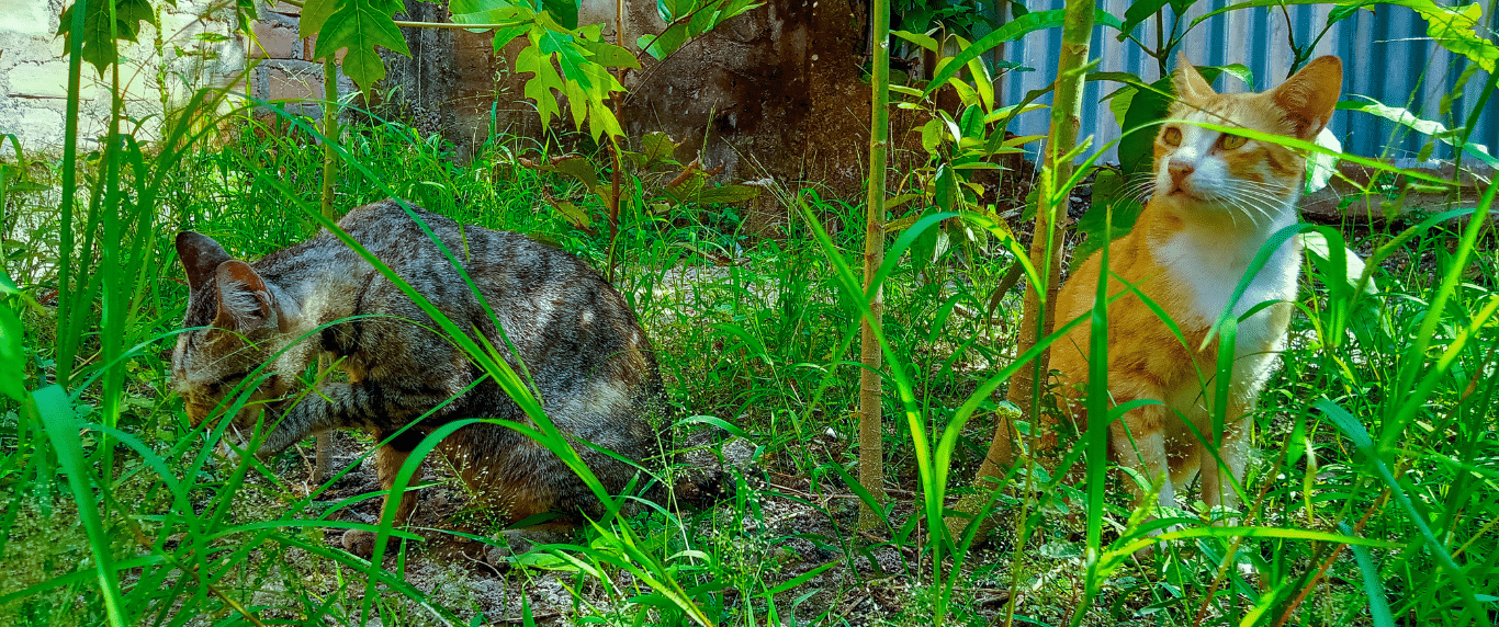 A new declaration in Mexico gives 19 cats roaming the Presidential ...