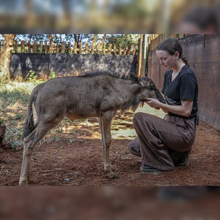 Our Animal Welfare Organisation | Network for Animals