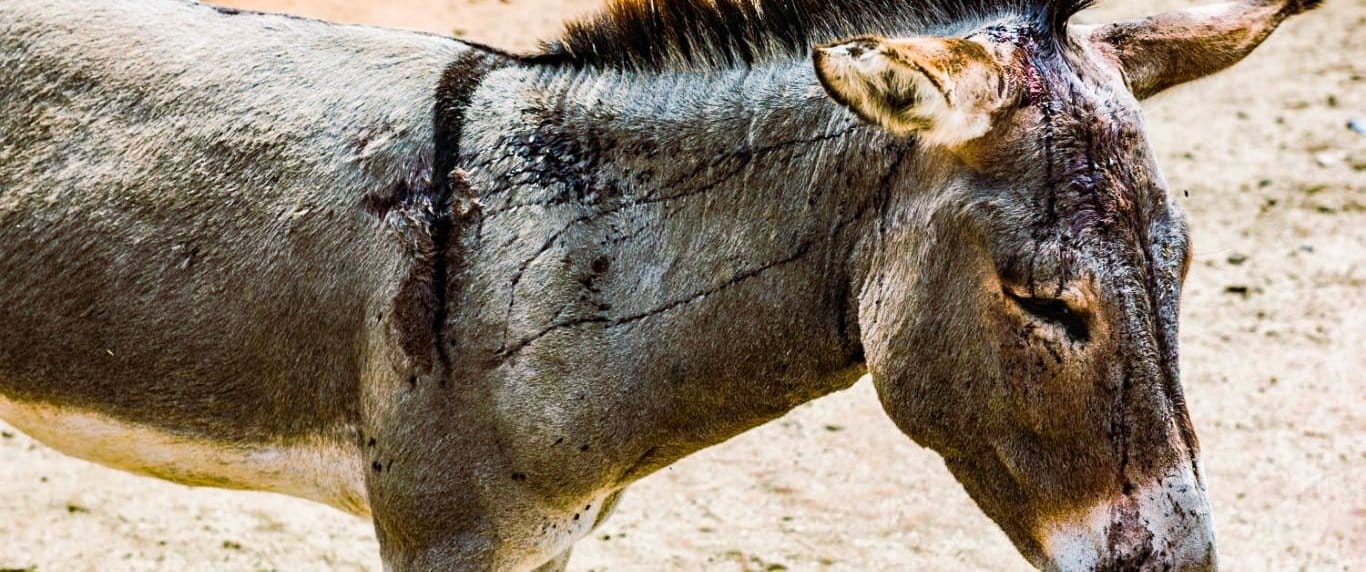 BREAKING NEWS: Tanzanian Donkey Slaughterhouse To Shut Down! - Network ...