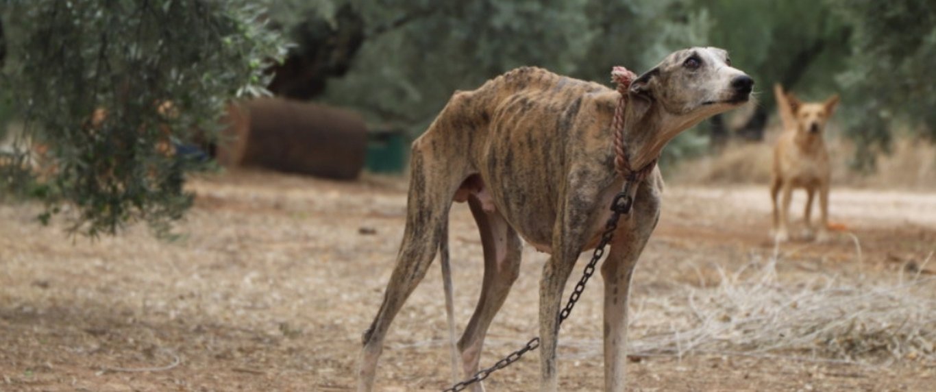 How Network for Animals helped animals in April - Network for Animals