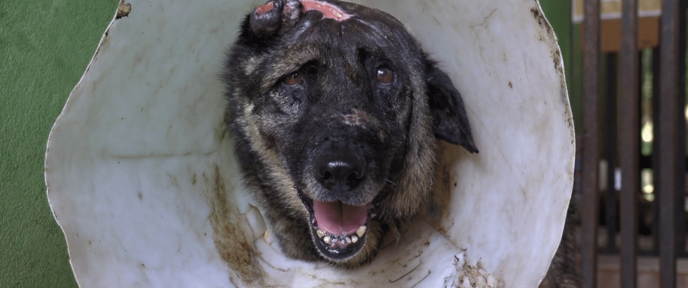 How Network for Animals’ supporters helped animals in March. - Network ...