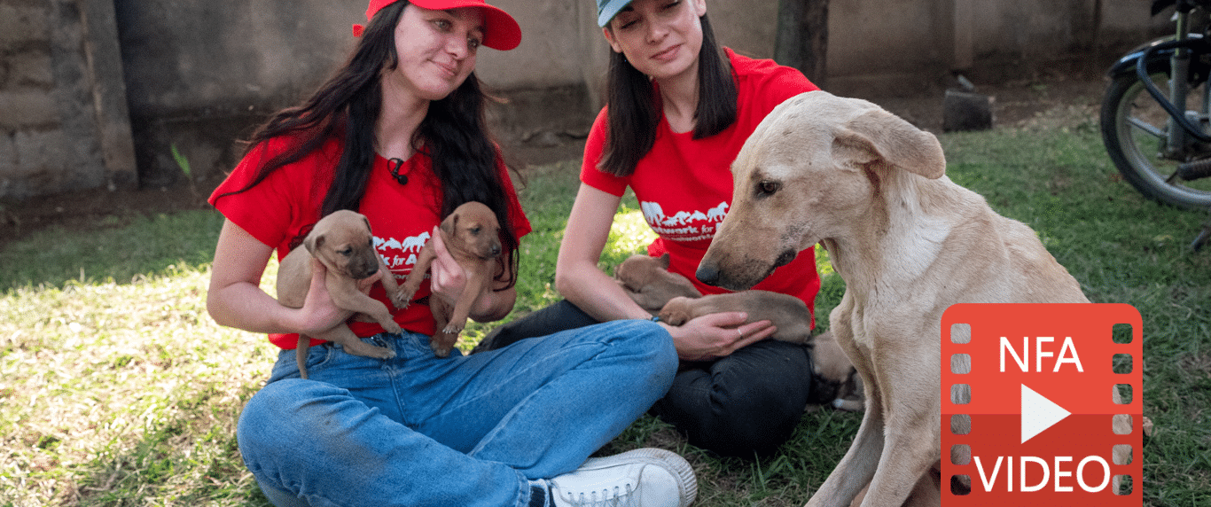 Update: Street Dog Kwikwi’s Pups Are Thriving, But Kwikwi Still Faces A ...