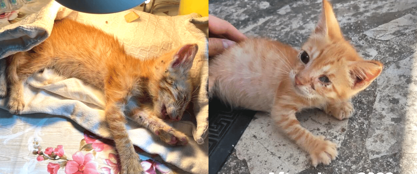 Miracle Recovery For Ithaca Kitten | Network For Animals - Network for ...