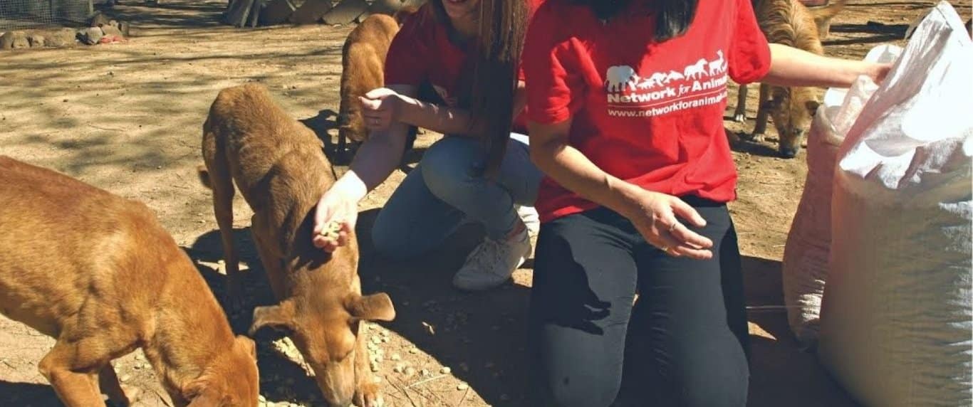 Thanks To Your Donations, We Delivered Nearly TWO TONS Of Food To Dogs ...