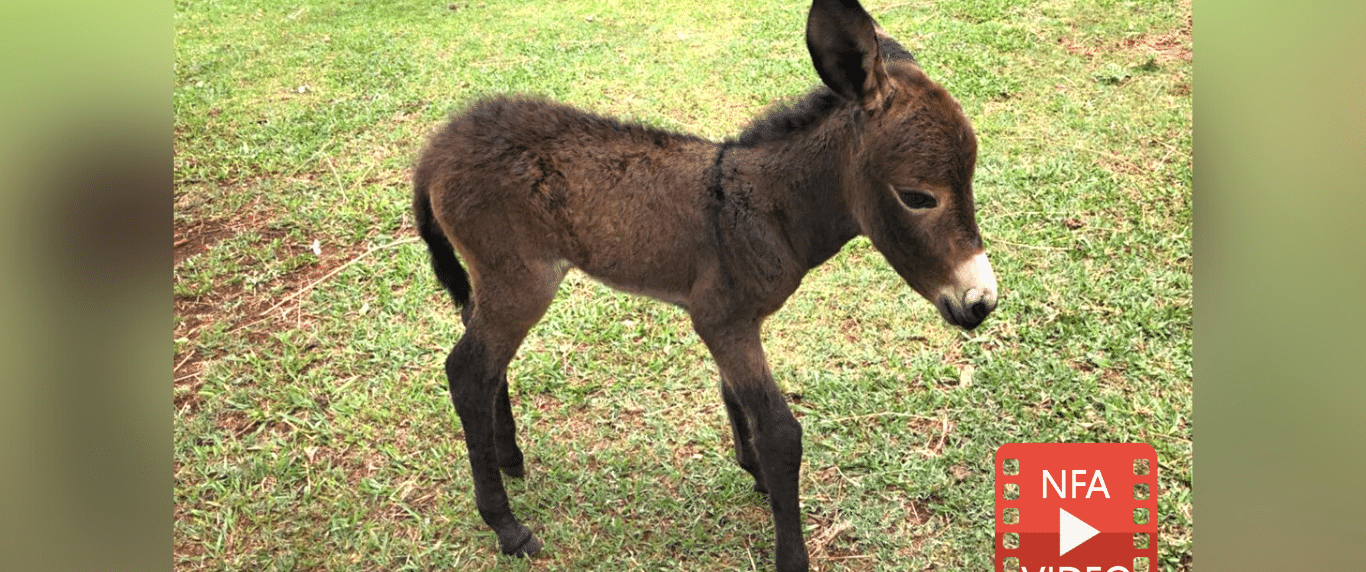 Ariel, The Donkey You Helped Save, Has Given Birth! - Network for Animals