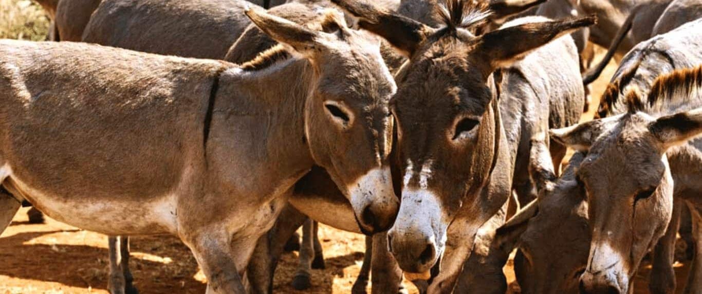 Government Orders Closure Of Donkey Slaughterhouses In Rural Kenya ...