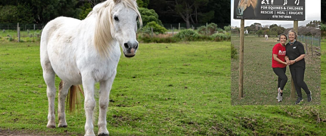 Little Acts of Kindness: Helping The Tom Ro Haven For Equines Continue ...