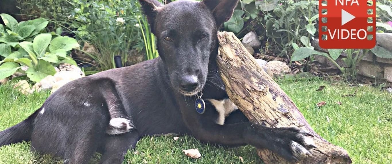 Pepe Is Walking, Tail-wagging Proof That Miracles Can Happen! - Network ...