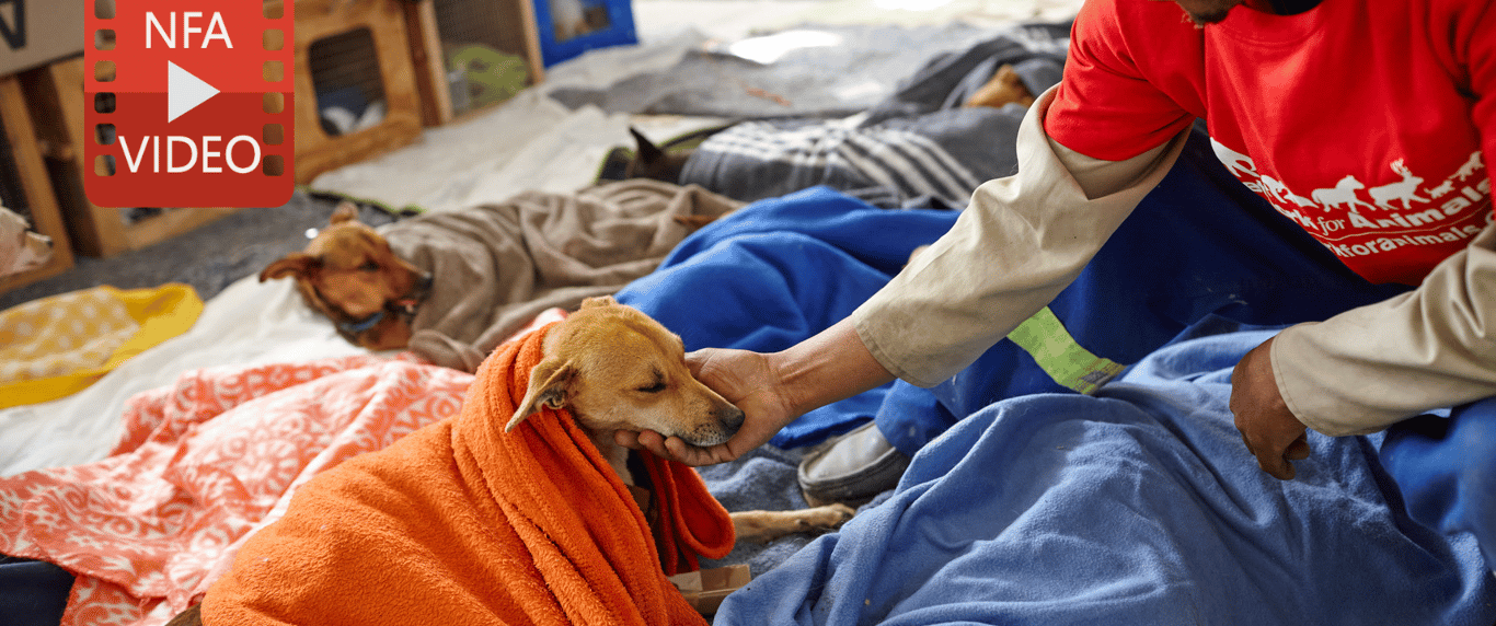 Little Acts Of Kindness: Helping Dogs And Cats In Fraserberg, South ...