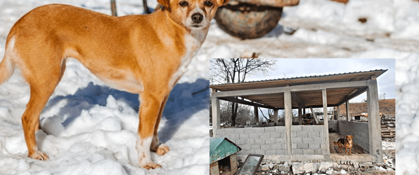 Your Donations In Action For Kind-hearted Woman’s Dogs and Cats In ...