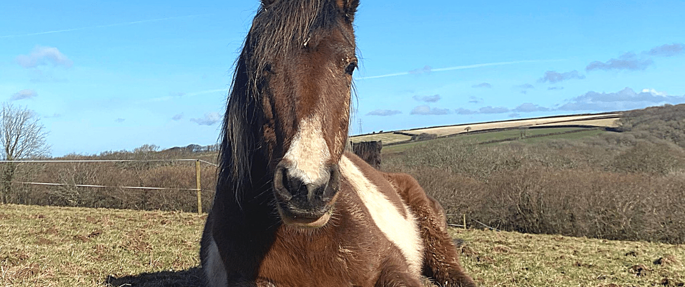 A Happy Ending For 11 Ponies Thanks To Your Help! - Network for Animals