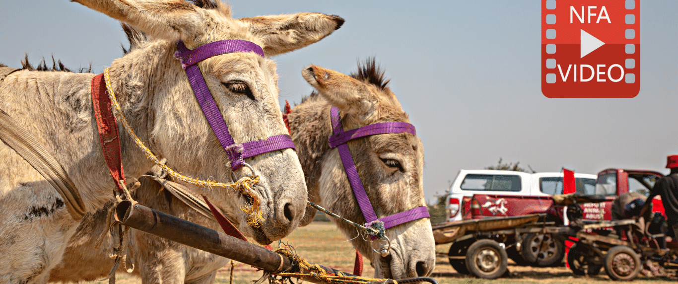 How We're Helping The Donkeys Of Bela-Bela, South Africa! - Network for ...