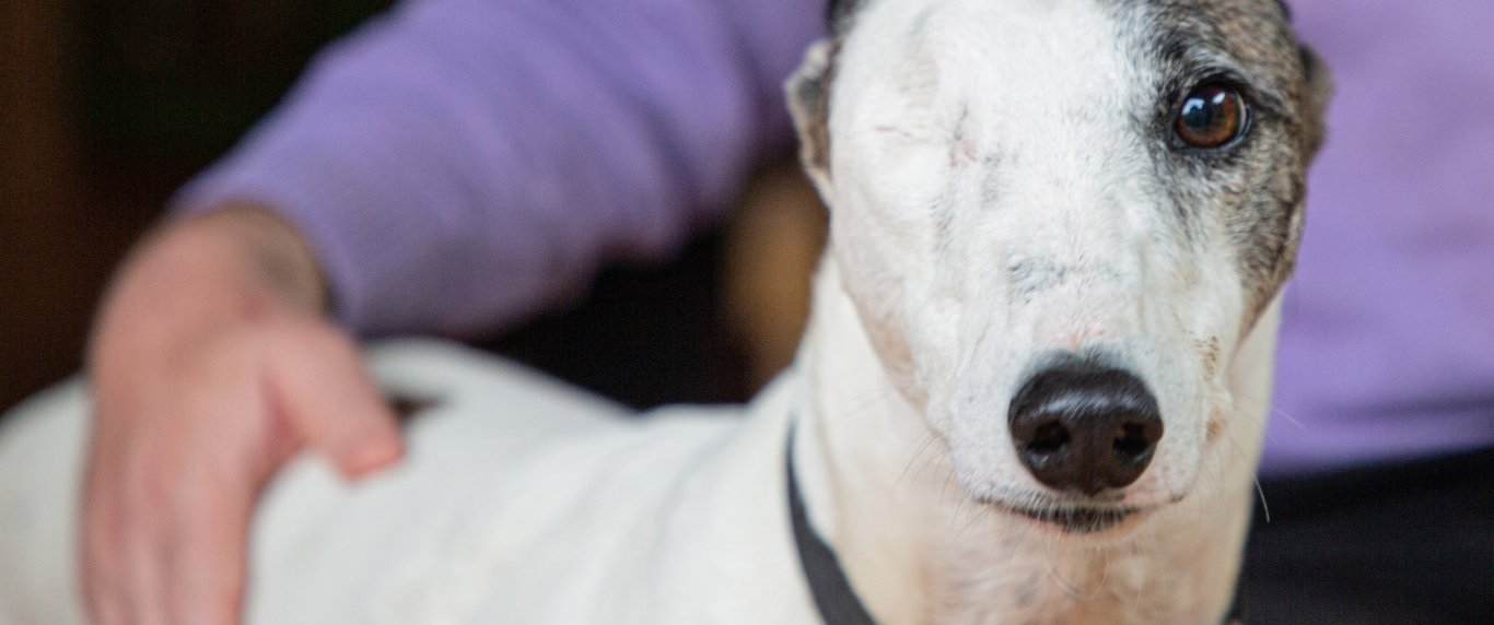 Great News From South Africa: Duke Has Found His Forever Home ...