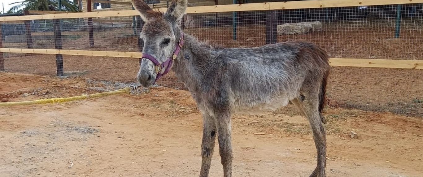 Natalie, The Baby Donkey, Is On The Mend! - Network for Animals