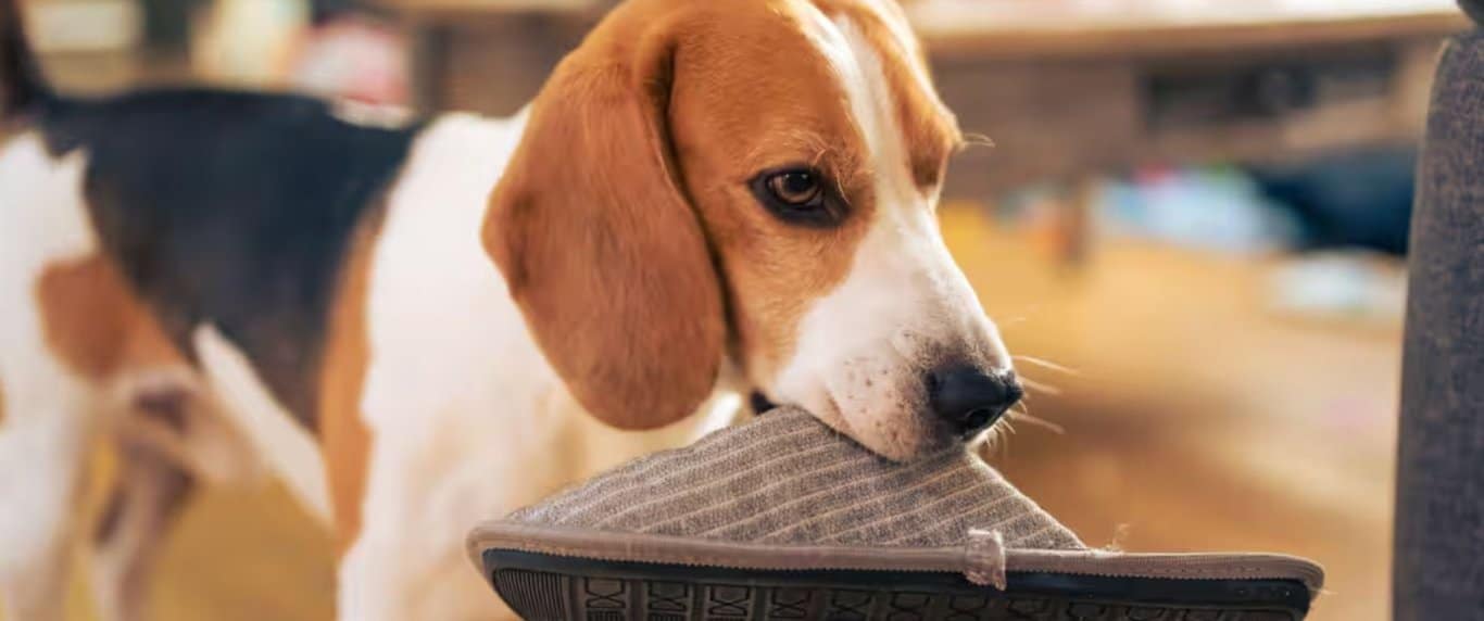 Dogs can understand the meaning of nouns, new research finds - Network ...