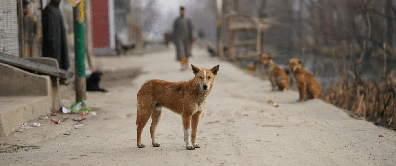 Bhutan becomes first country to sterilise all stray dogs after 14-year ...