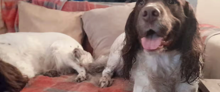 The incredible story of Merlin the Spaniel shows how little humans know ...