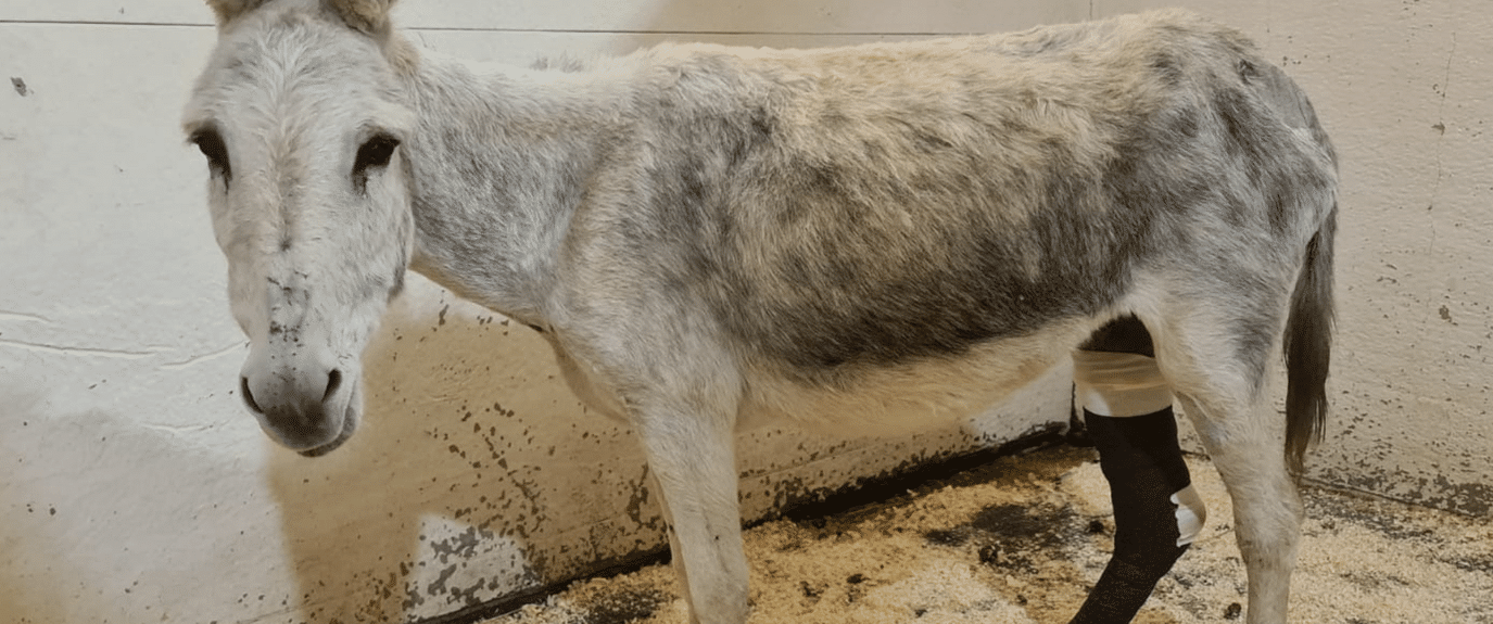 GREAT NEWS FROM ISRAEL! Nicky The Brutalized Donkey Is Going To Survive ...