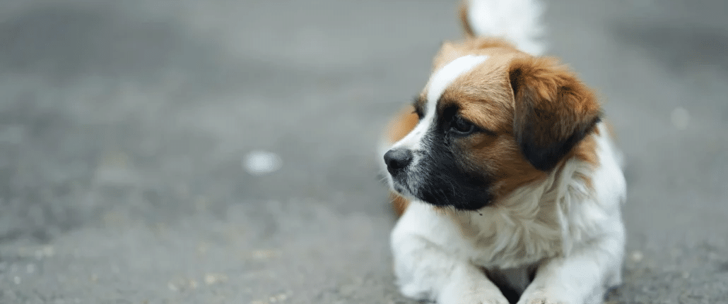 When does a puppy become an adult dog? - Network for Animals
