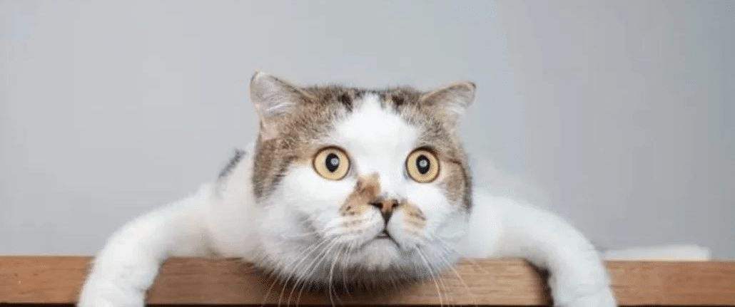 Why cats purr is a surprisingly long-standing mystery. Now we’re one ...