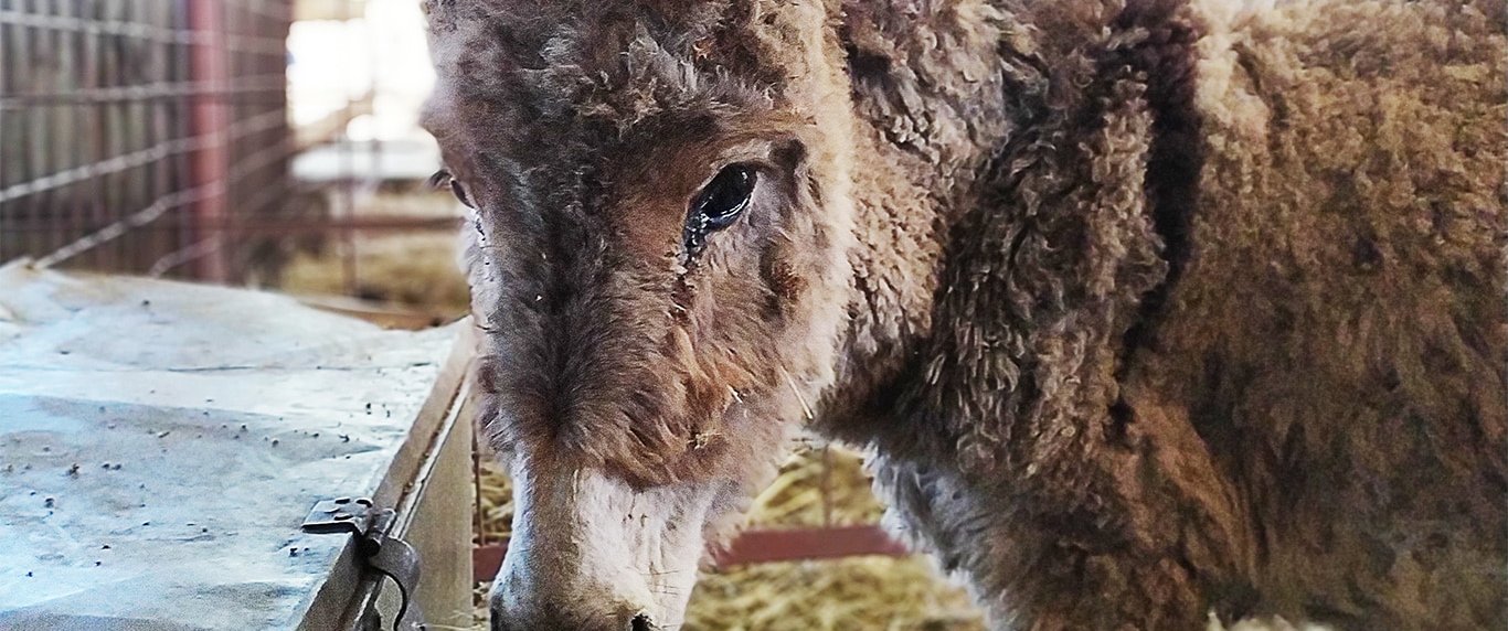 We Delivered Two Tons Of Hay To Save Starving Donkeys - Network for Animals
