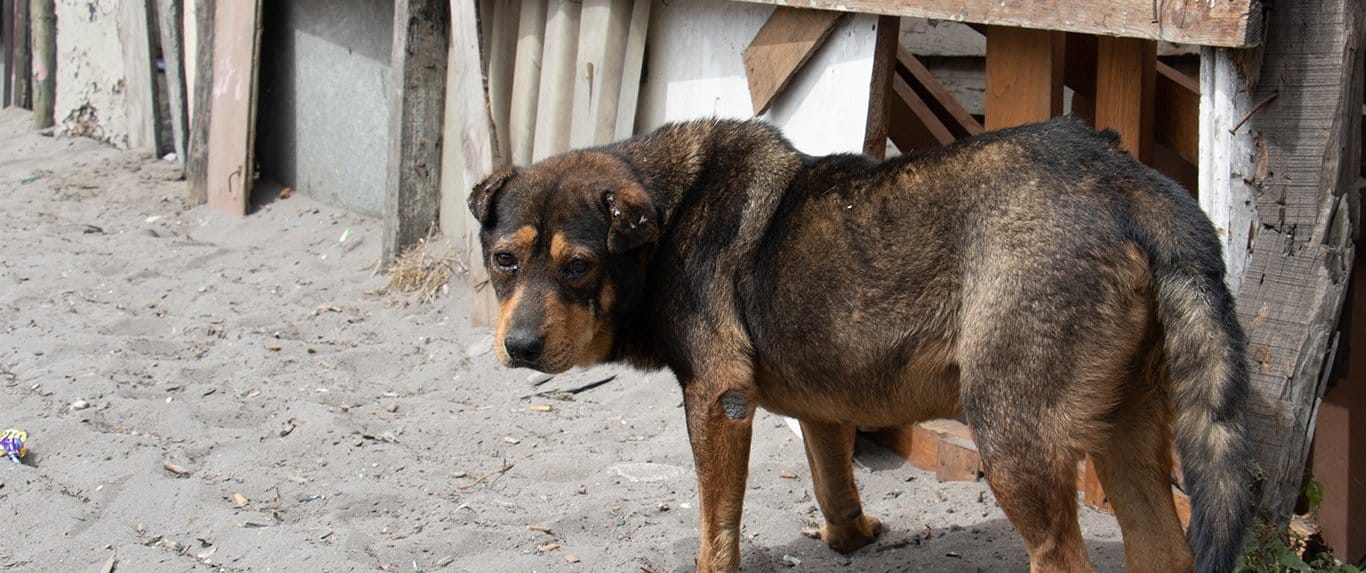 International Homeless Animal Day - Network for Animals