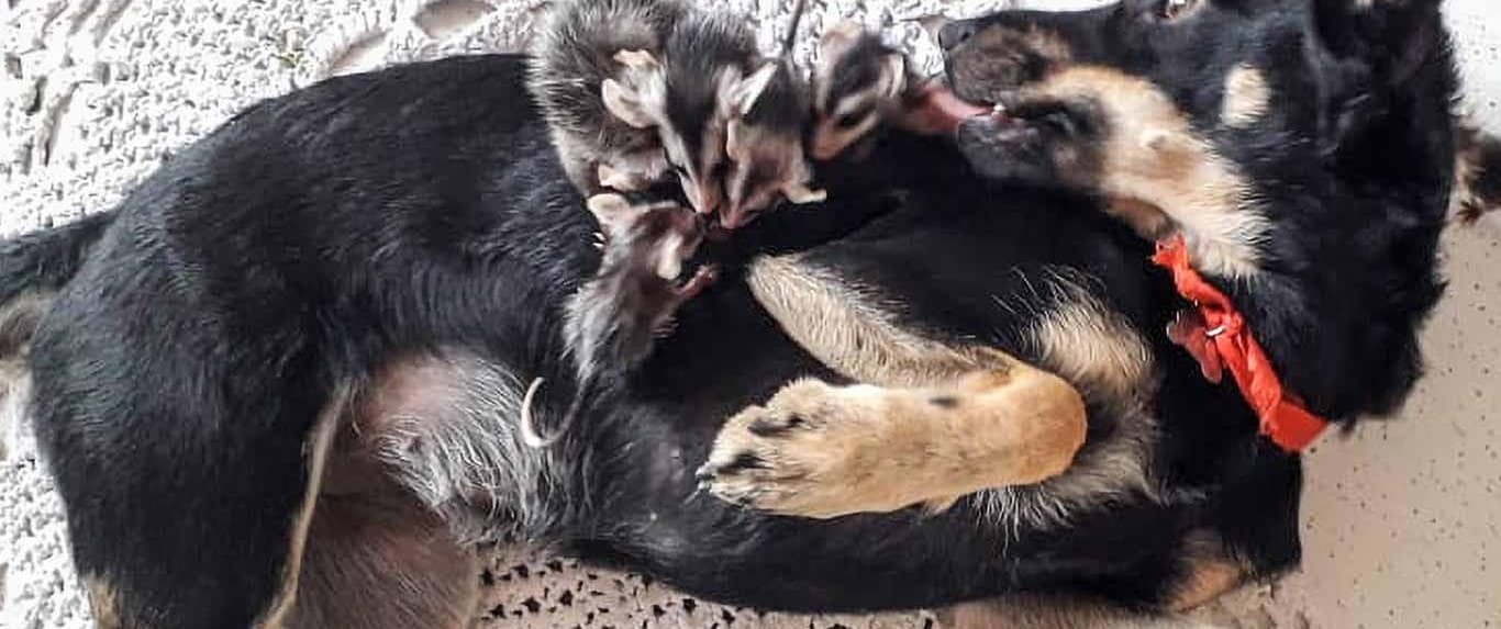 Jojo The Dog Adopts Seven Orphaned Opossums - Network for Animals