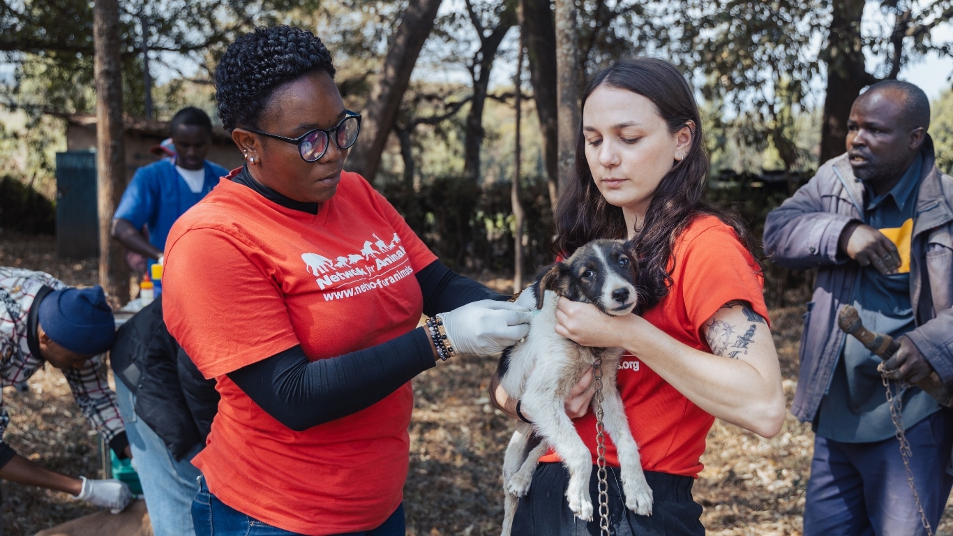 2024's wins for animals – thanks to YOU - Network for Animals