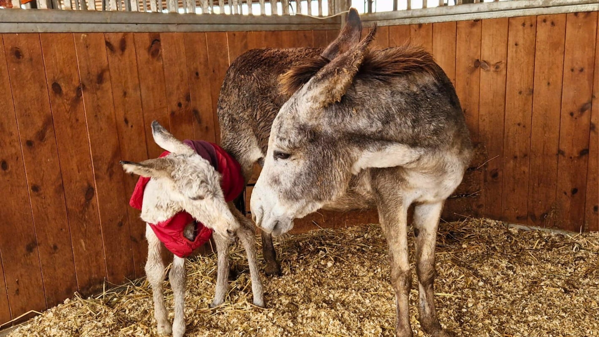 2024 Year-End Series - Network for Animals