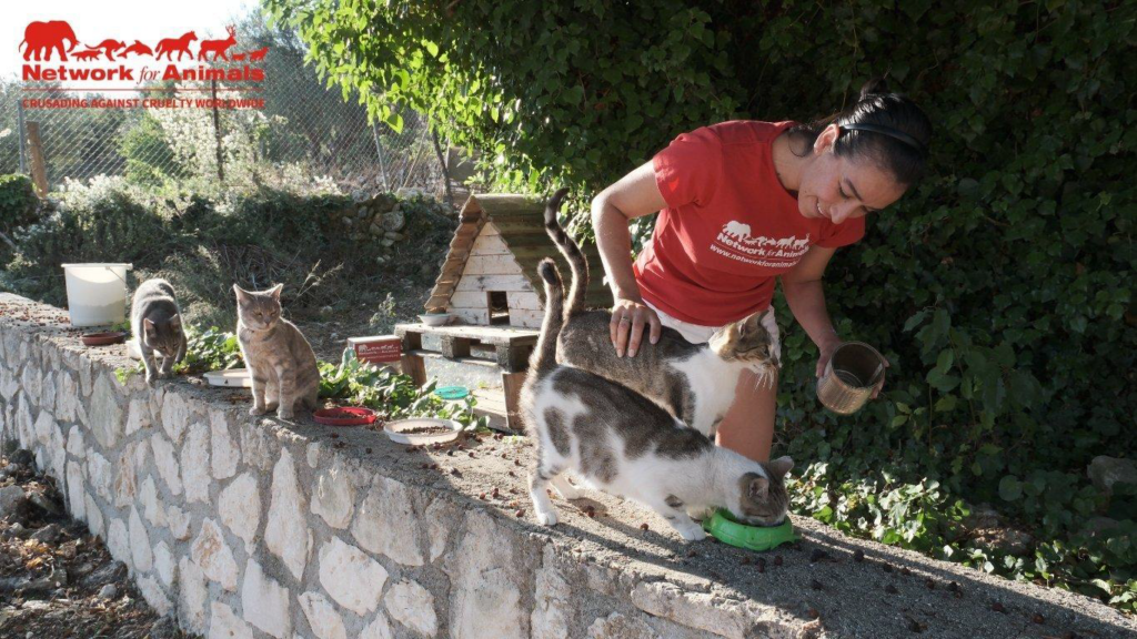 Cats in Crisis | Network for Animals