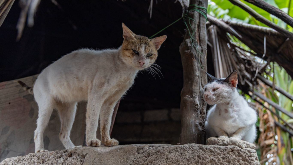 Cats in Crisis | Network for Animals