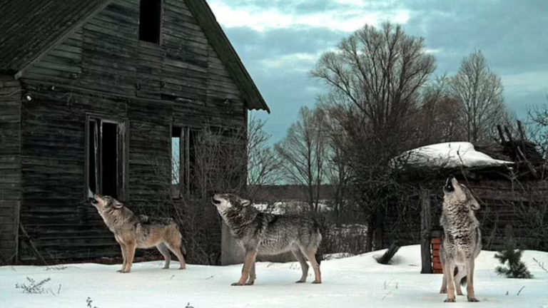 Dogs living near Chernobyl nuclear disaster have mutated to develop new ...