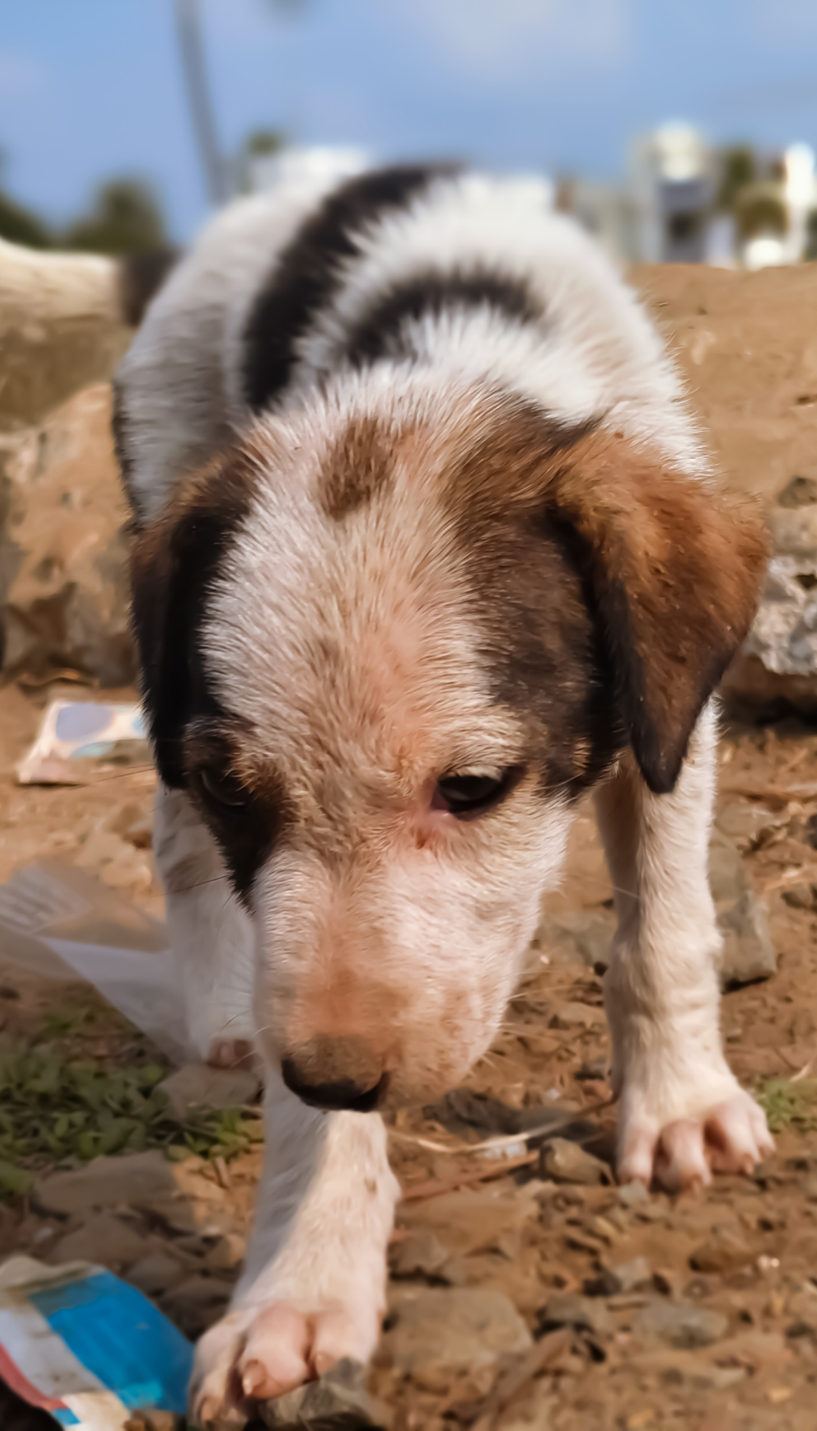 Vet care for animals | Network for Animals