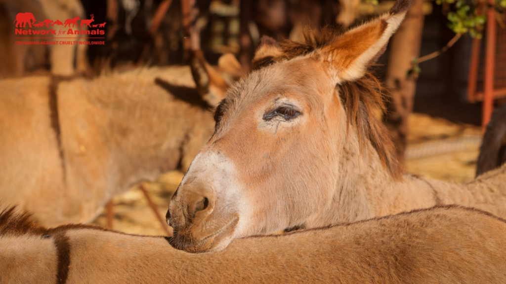 Donkey and equine care and rescue | Network for Animals