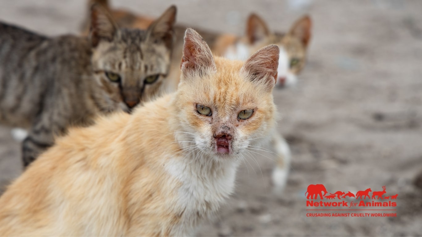 Show your generosity for animals this holiday season. - Network for Animals