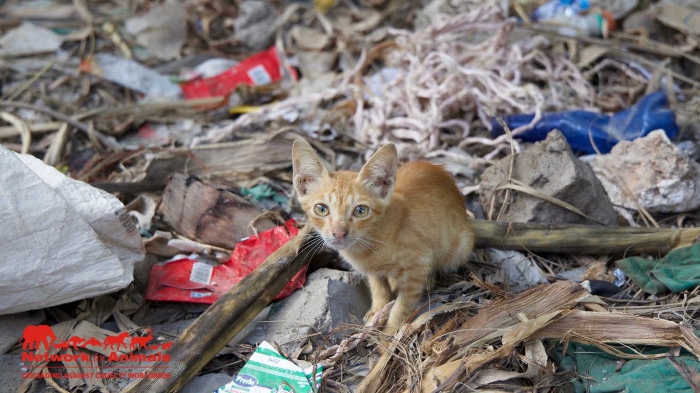 Just $20/£16 can sterilize a street cat in Lamu, Kenya - Network for ...