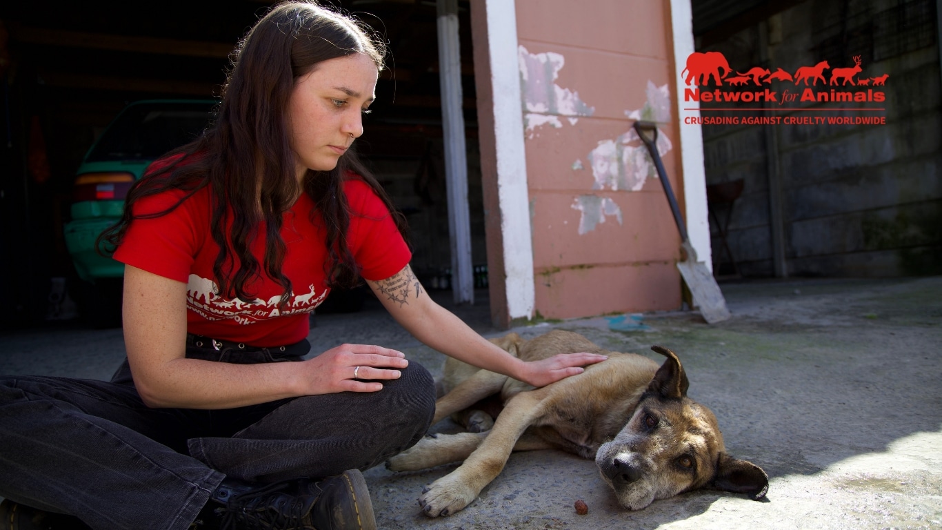Show your generosity for animals this holiday season. - Network for Animals