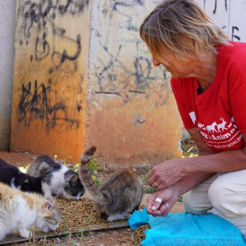 Raffle | Network for Animals