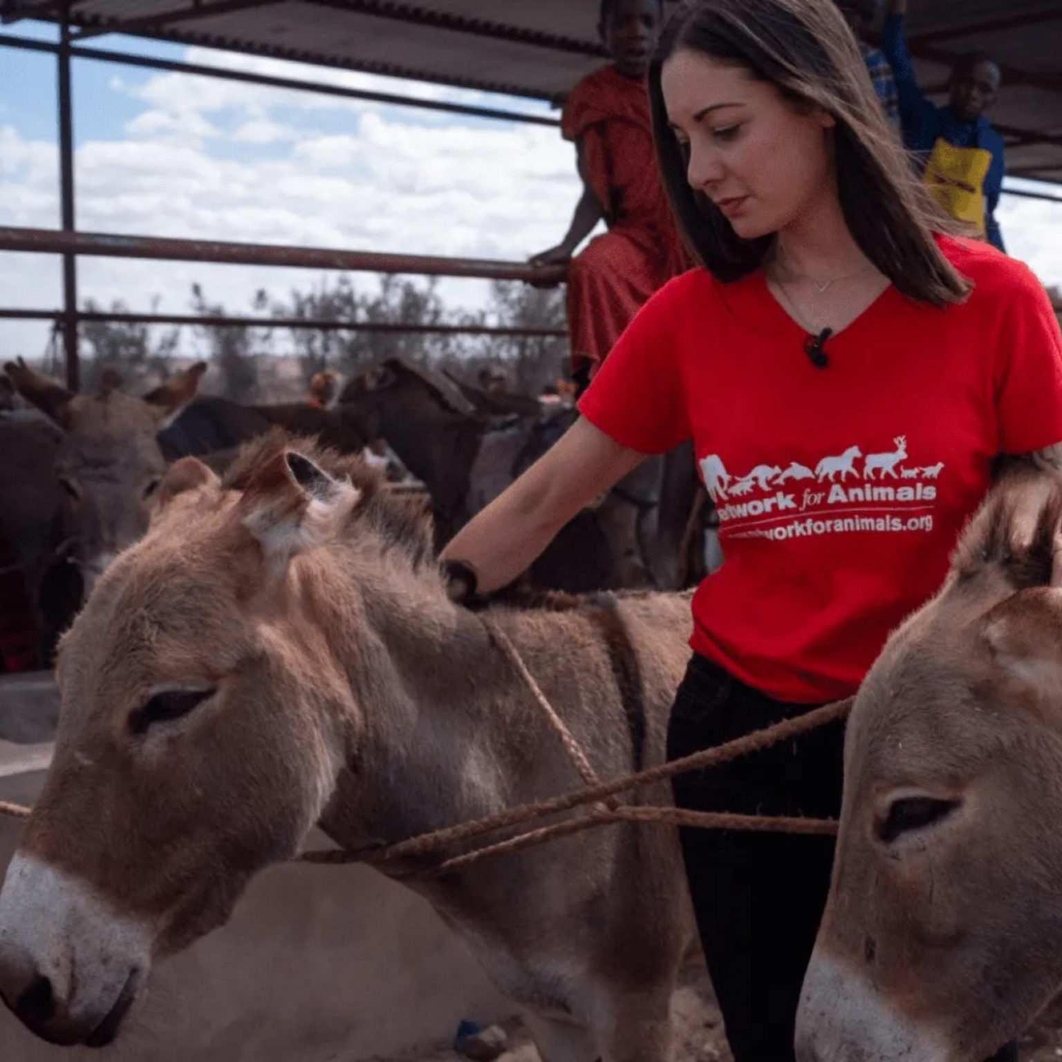 Raffle | Network for Animals