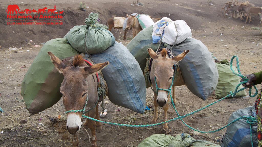 Donkeys in Tanzania dying in droves from eating plastic - Network for ...