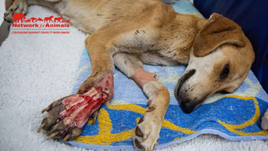 Will you help these wounded souls walk again? - Network for Animals