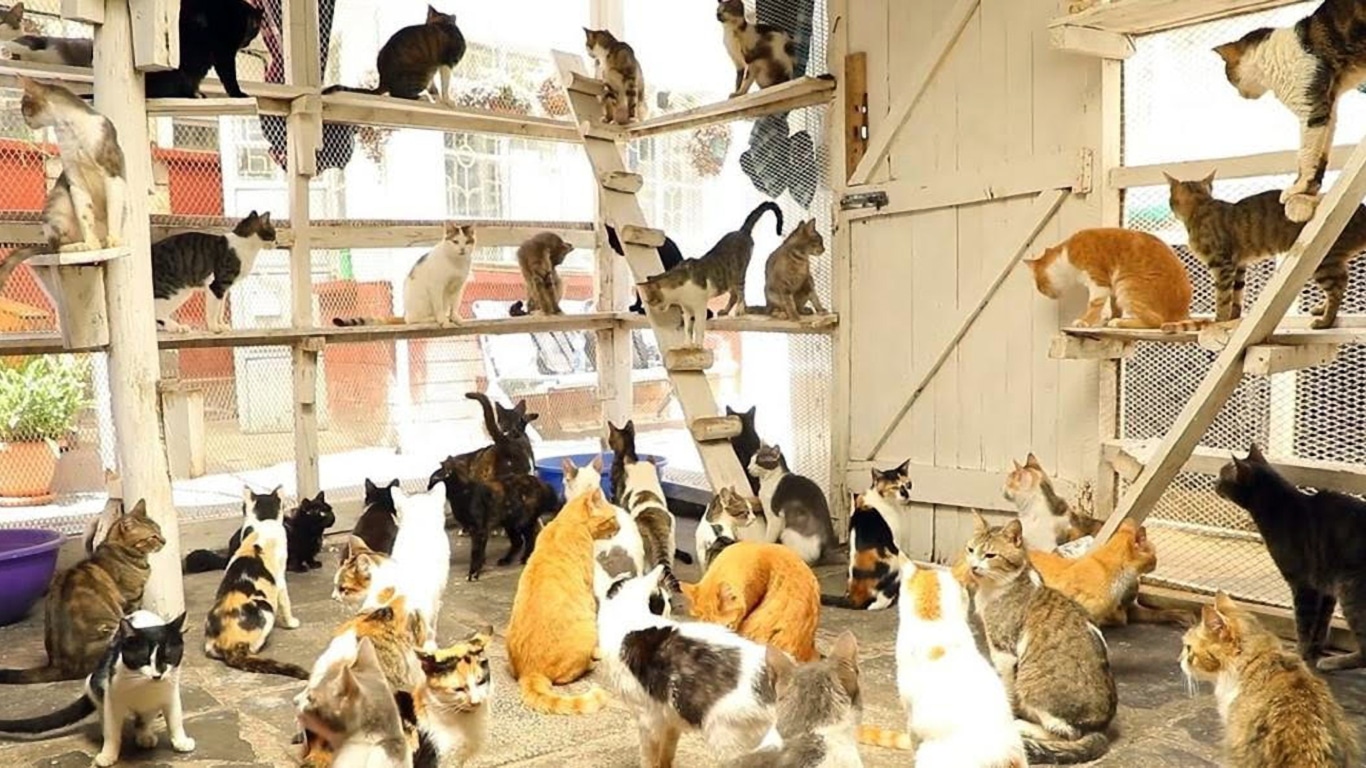 A sanctuary for 600 cats in Kenya is facing closure - Network for Animals
