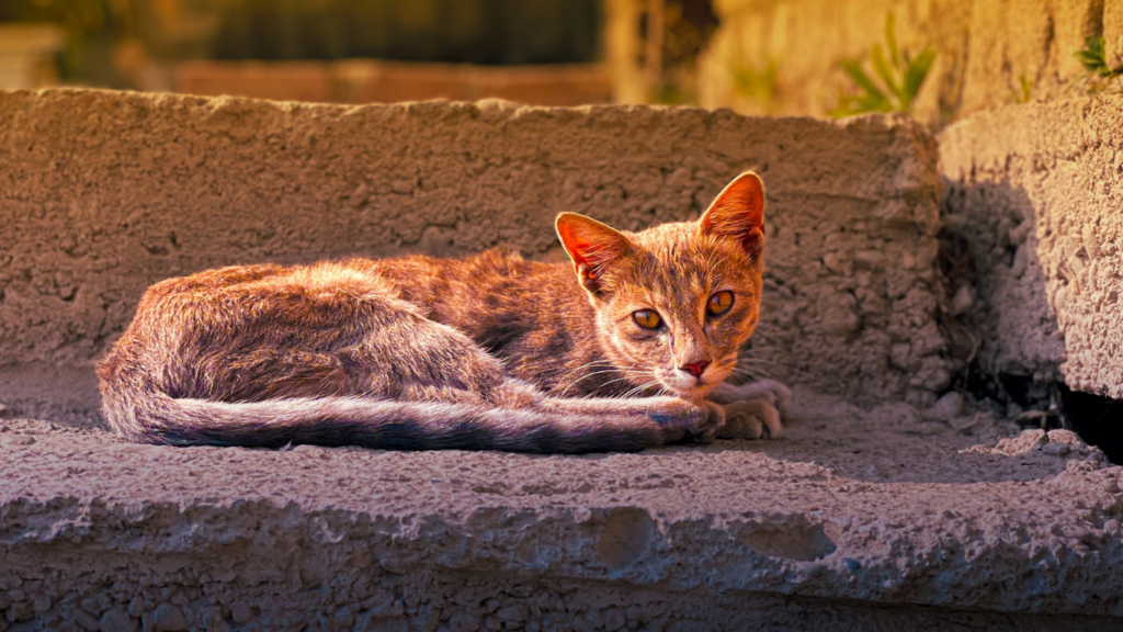 Cat owners in Kashmir thrown into a tizzy over viral posts bad-mouthing ...