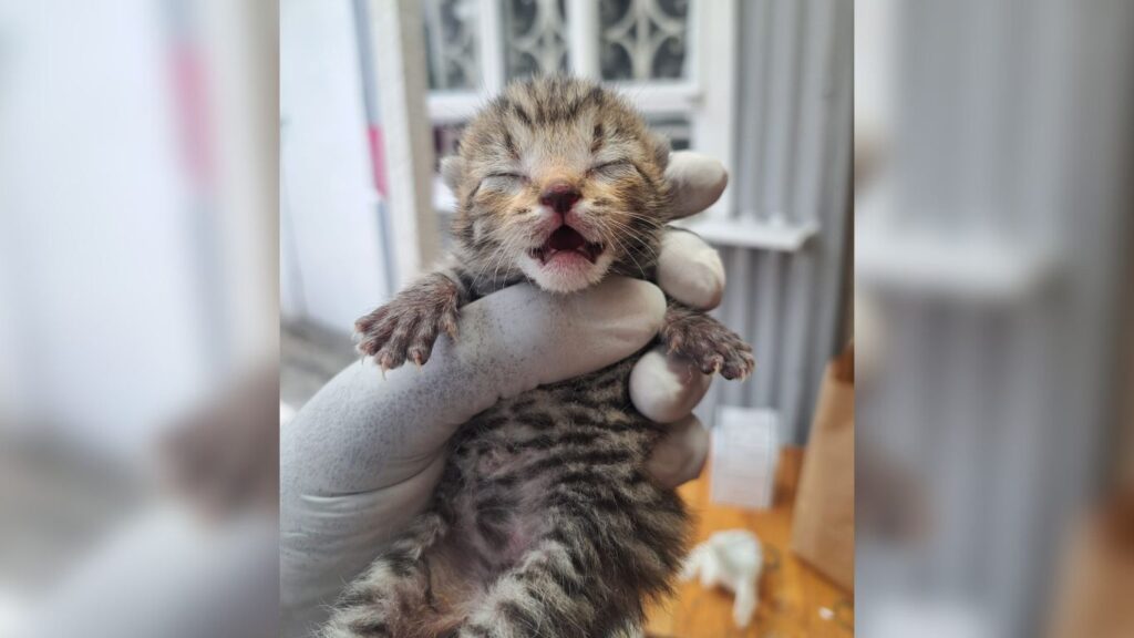 A sanctuary for 600 cats in Kenya is facing closure - Network for Animals
