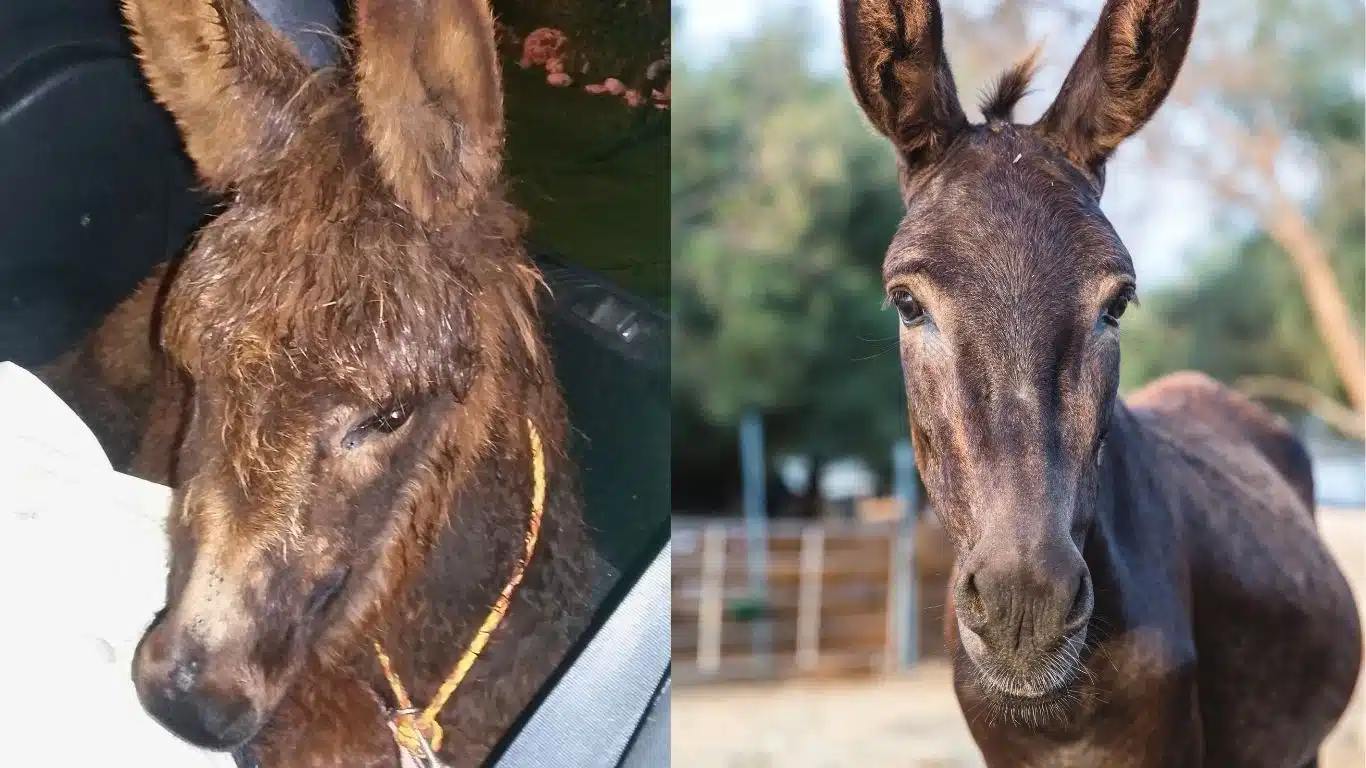 You can help a rescued donkey survive this winter in Israel - Network ...