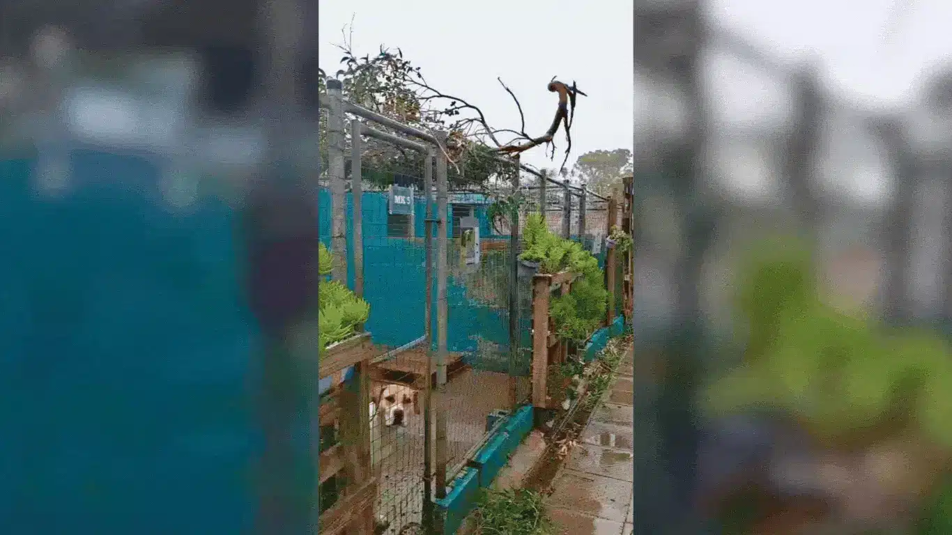 Animals suffering after deadly floods - Network for Animals