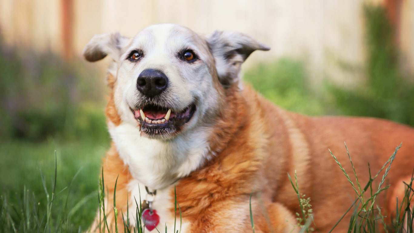Research to help dogs live longer, healthier lives could unlock secrets ...